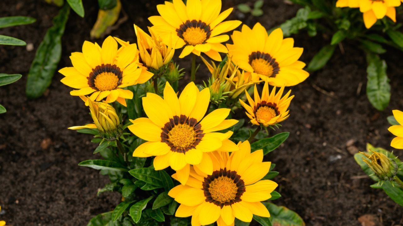 ¿A qué se debe la tendencia de las flores amarillas?