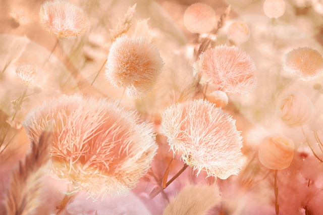 Lo que tienes que saber sobre el color del 2024, Peach Fuzz